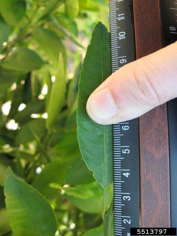 Fallglo (Citrus reticulata cv. Fallglo Blanco)