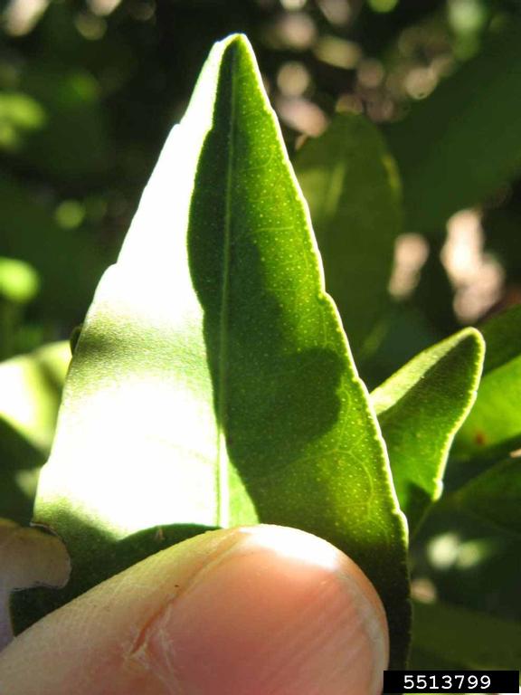 Fallglo (Citrus reticulata cv. Fallglo)