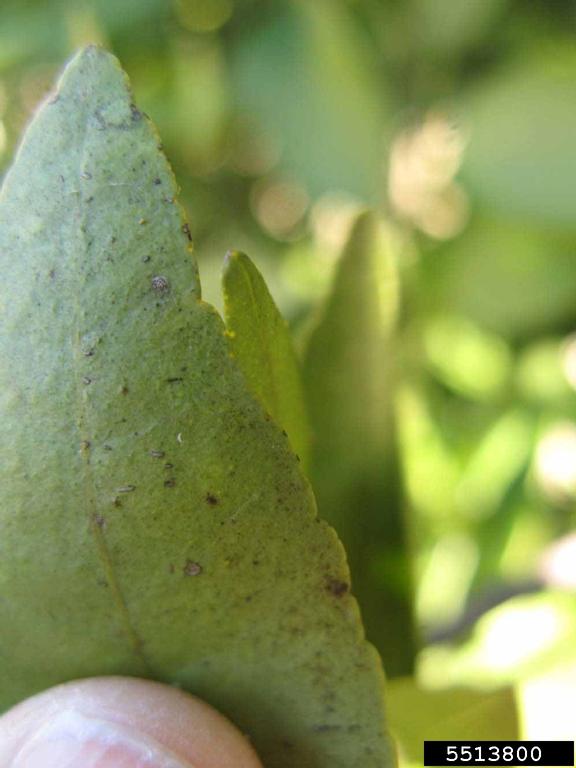 Fallglo (Citrus reticulata cv. Fallglo)