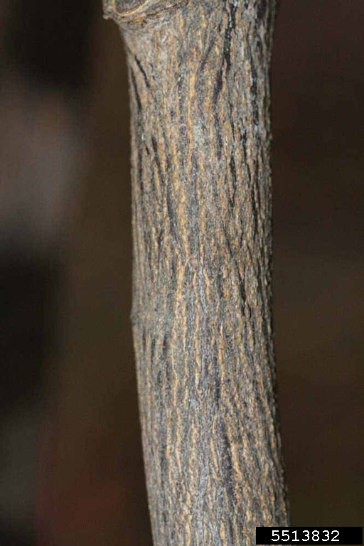 Fina Sodea (Citrus reticulata cv. Fina Sodea Blanco)