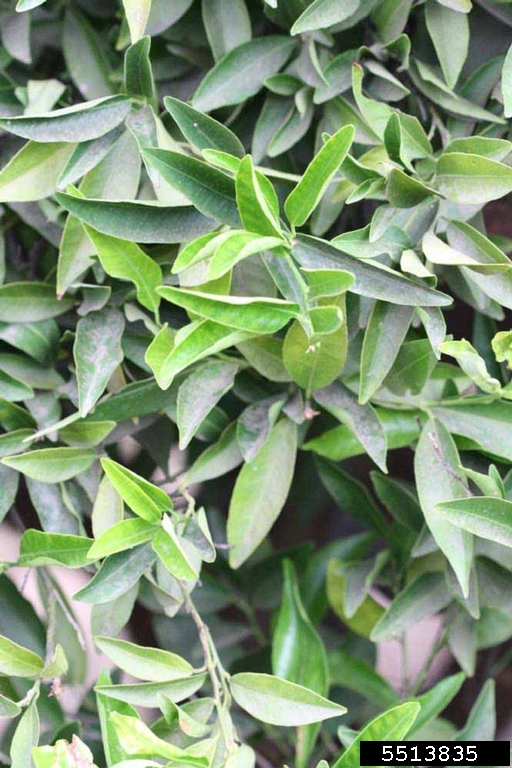 Fina Sodea (Citrus reticulata cv. Fina Sodea Blanco)