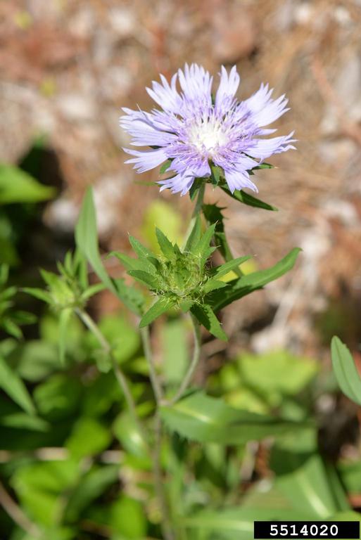 Stokes' aster (Stokesia laevis)