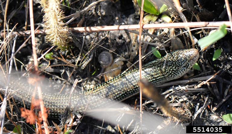 eastern glass lizard (Ophisaurus ventralis (Linnaeus, 1766))