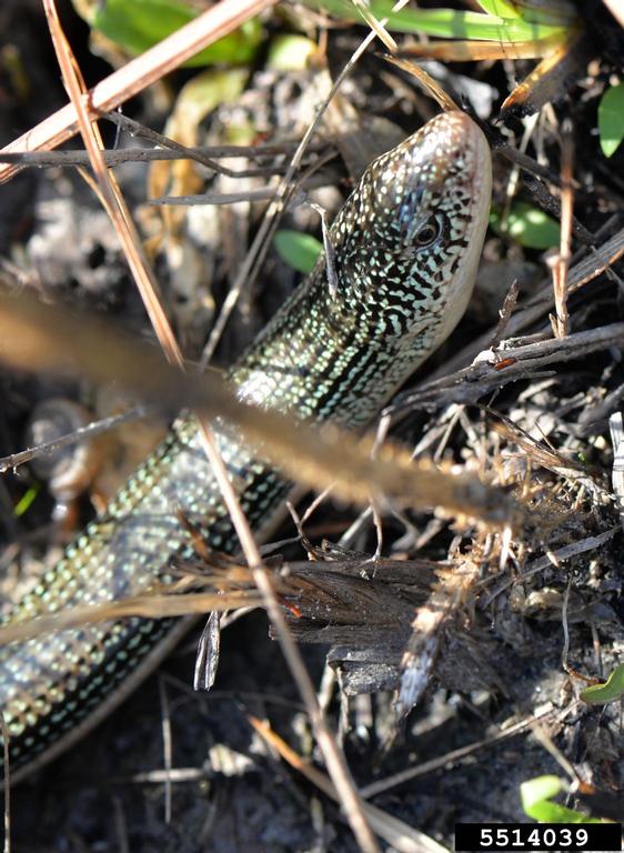 eastern glass lizard (Ophisaurus ventralis)