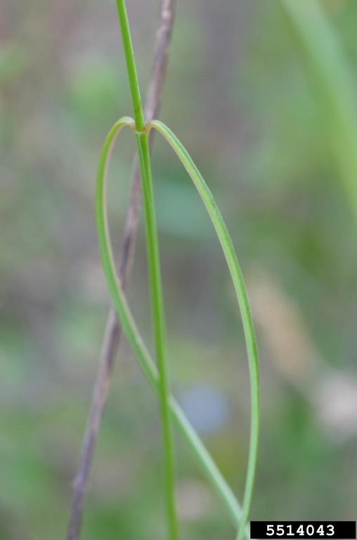 fewflower milkweed (Asclepias lanceolata Walter)