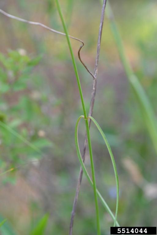 fewflower milkweed (Asclepias lanceolata)