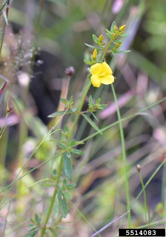yellow meadowbeauty (Rhexia lutea Walter)