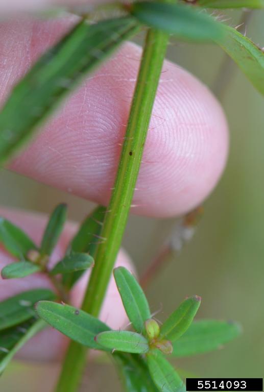 yellow meadowbeauty (Rhexia lutea Walter)