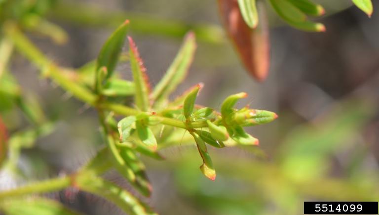 yellow meadowbeauty (Rhexia lutea Walter)