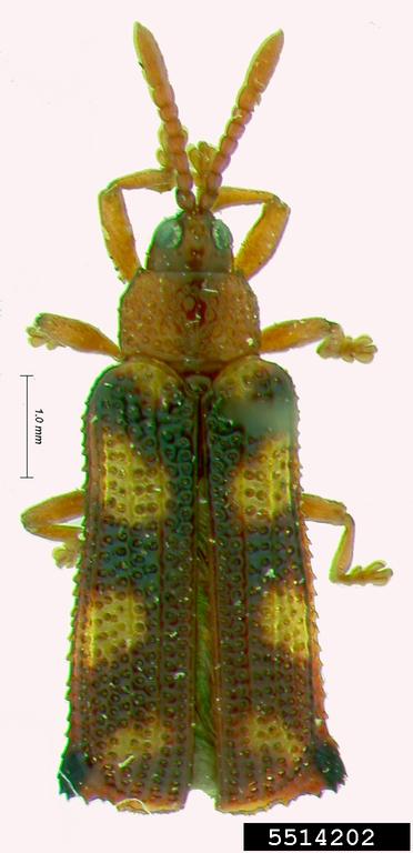 Chrysomelid beetle (Genus Octuroplata)