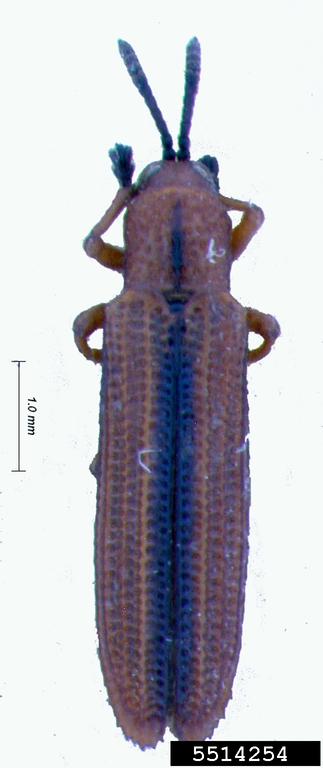 Chrysomelid beetle (Genus Sternostenoides)