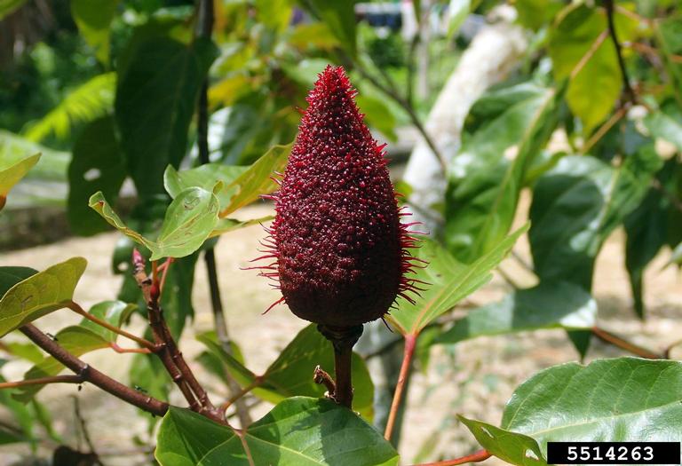 lipsticktree (Bixa orellana)