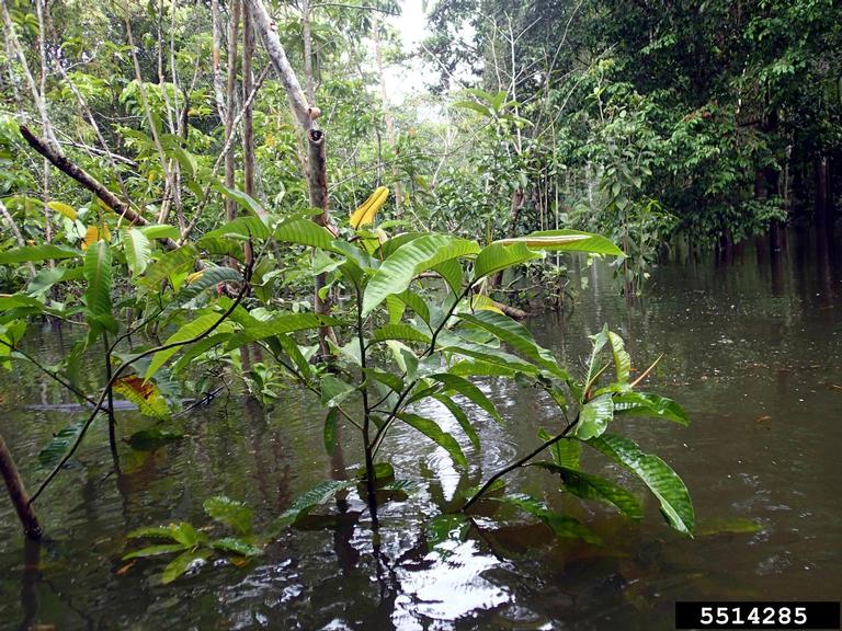 tangarana tree (Genus Triplaris Loefl. ex L.)