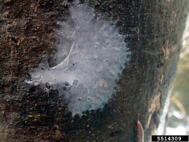 webspinners (Order Embiidina)