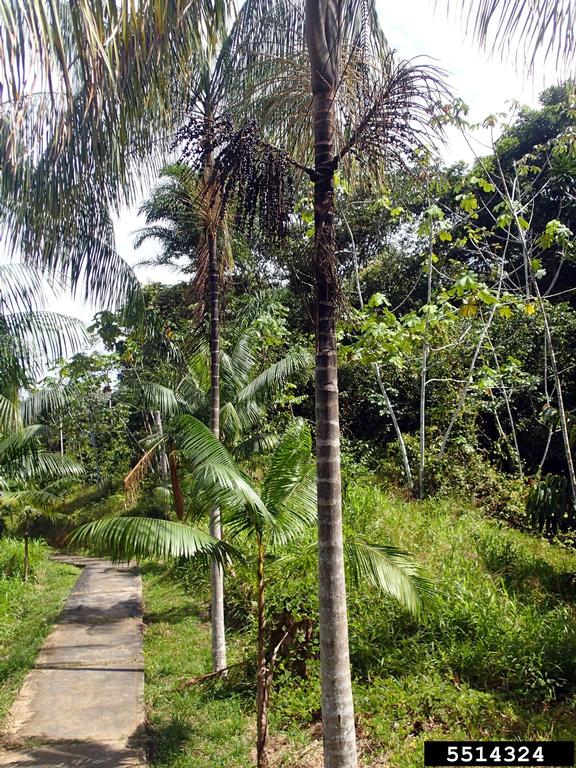 palm (Genus Euterpe)