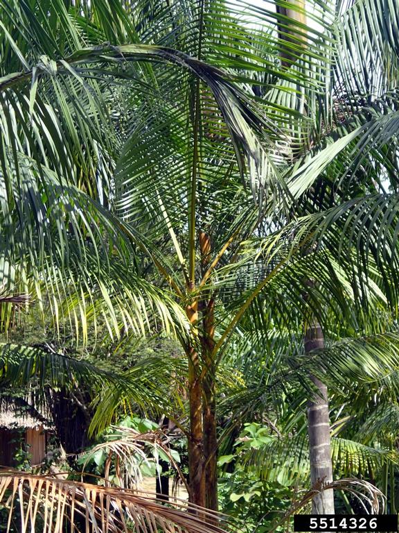 palm (Genus Euterpe)