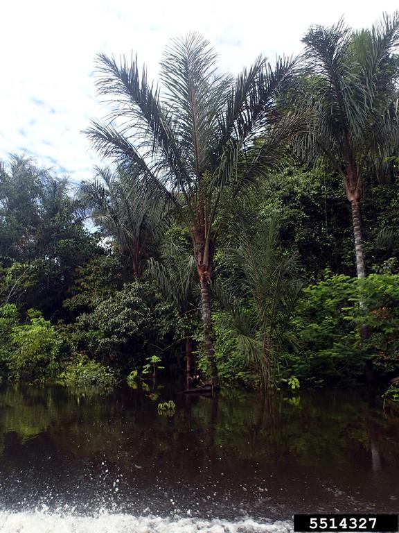 muriti (Mauritia flexuosa L. f.)