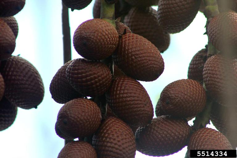 muriti (Mauritia flexuosa)