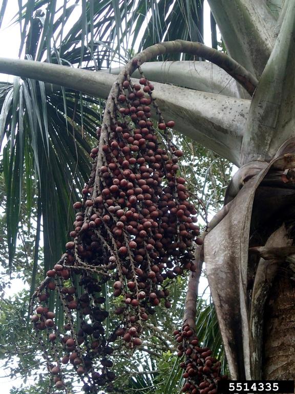 muriti (Mauritia flexuosa L. f.)