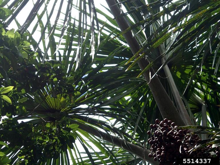 muriti (Mauritia flexuosa L. f.)