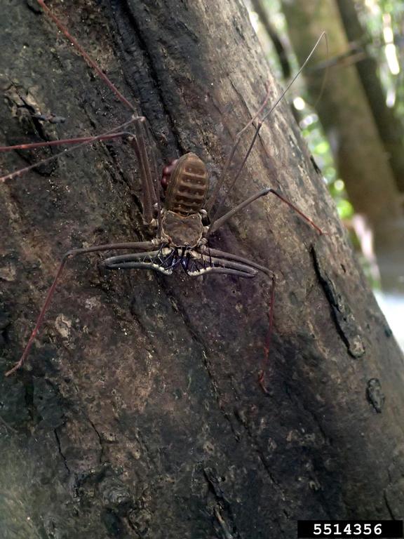 tailless whipscorpion (Family Phrynidae)