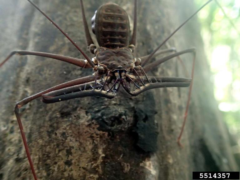 tailless whipscorpion, (Amblypygi: Phrynidae) - 5514357