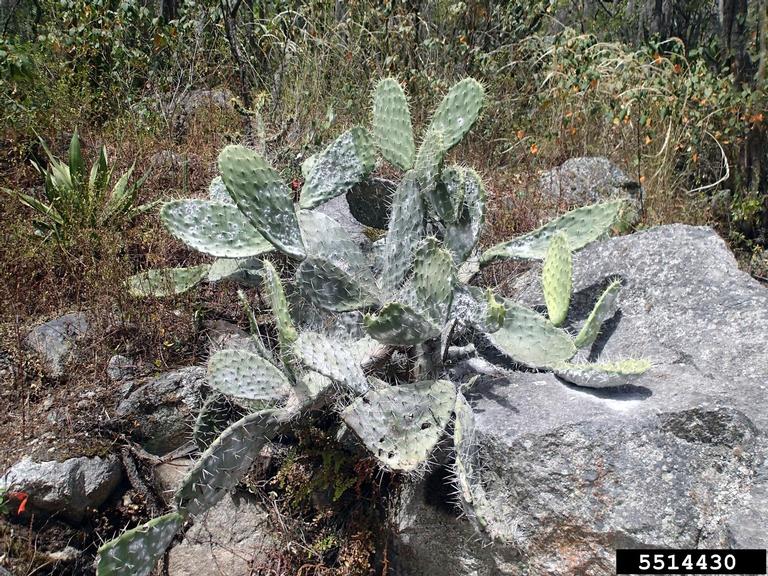 cochineal scales (Genus Dactylopius)