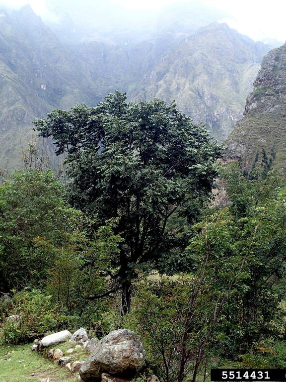 Andean walnut (Juglans neotropica)