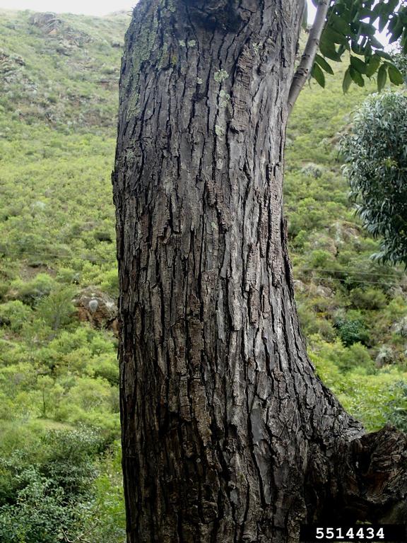 Andean walnut (Juglans neotropica)