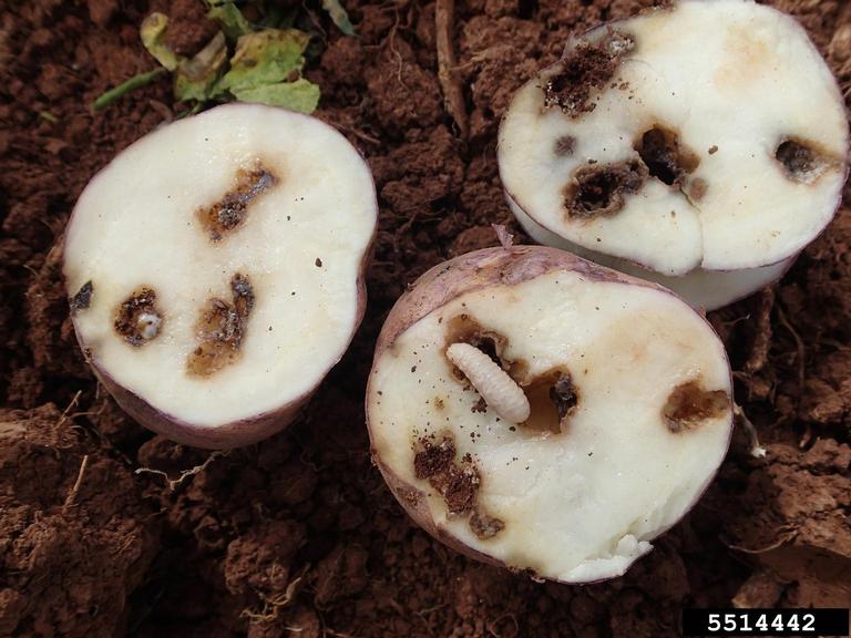 Andean potato weevils (Genus Premnotrypes Pierce 1914)