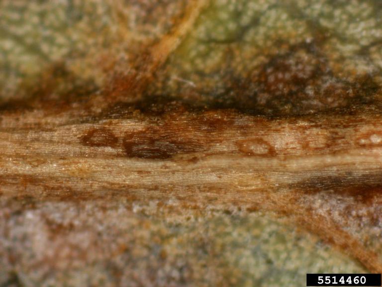 Marssonina leaf spots (Genus Marssonina Magnus)