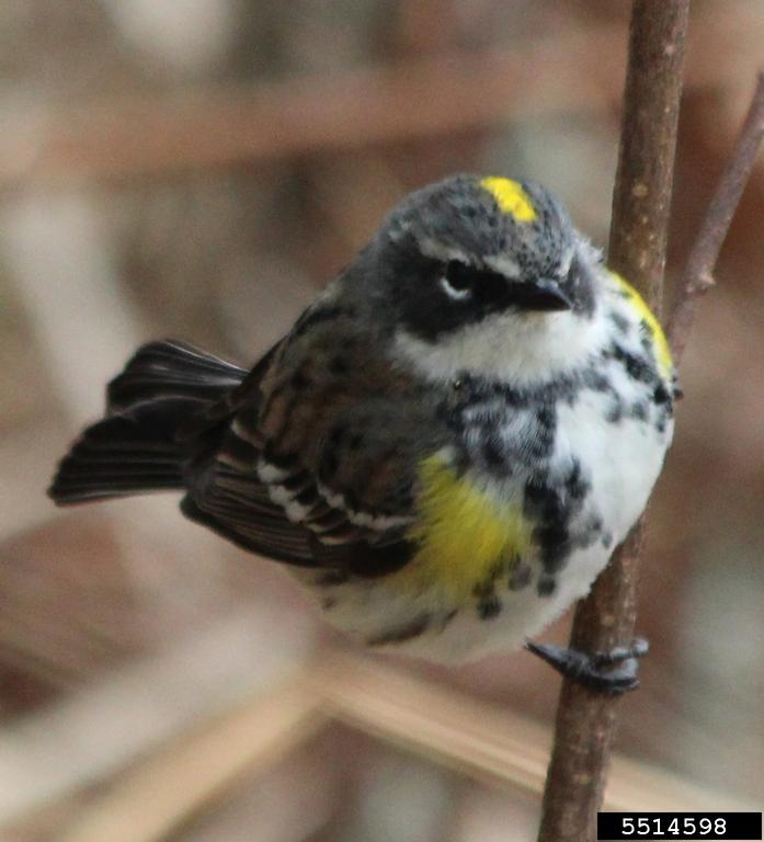 yellow-rumped warbler (Setophaga coronata (Linnaeus, 1766))