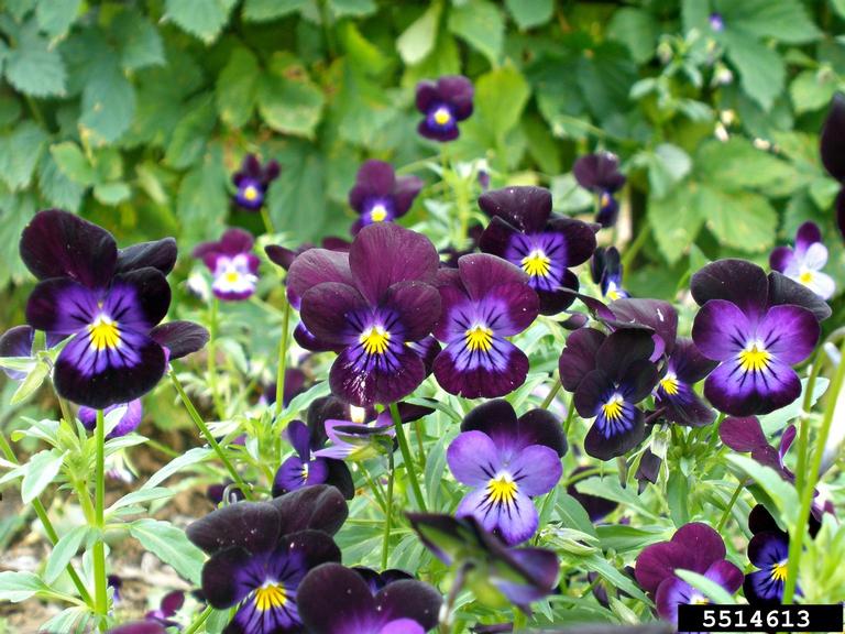 pansy (Viola tricolor L.)