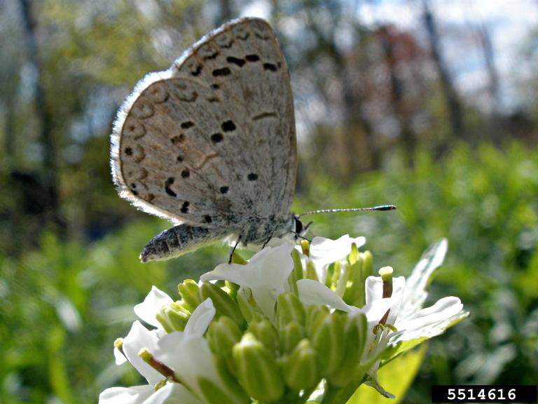 azures (Genus Celastrina Tutt, 1906)