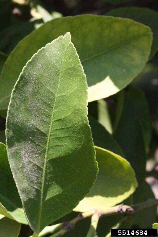 Frost Lisbon (Citrus x limon cv. Frost Lisbon)