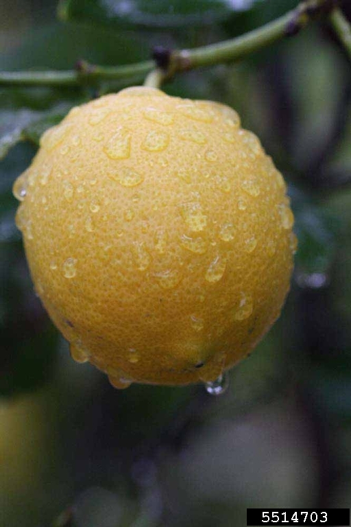 Frost Thornless Eureka (Citrus x limon cv. Frost Thornless Eureka)