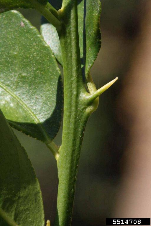 Frost Thornless Eureka (Citrus x limon cv. Frost Thornless Eureka (L ...