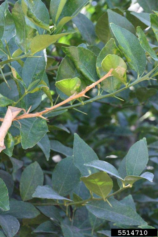 Frost Thornless Eureka (Citrus x limon cv. Frost Thornless Eureka)