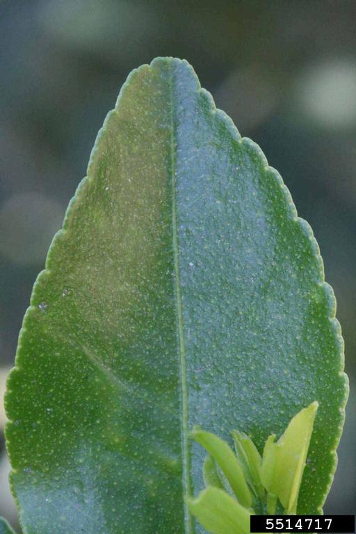 Frost Thornless Eureka (Citrus x limon cv. Frost Thornless Eureka)