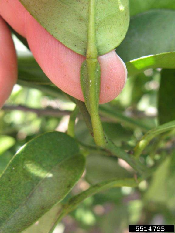 Gardner (Citrus x aurantium cv. Gardner L.)