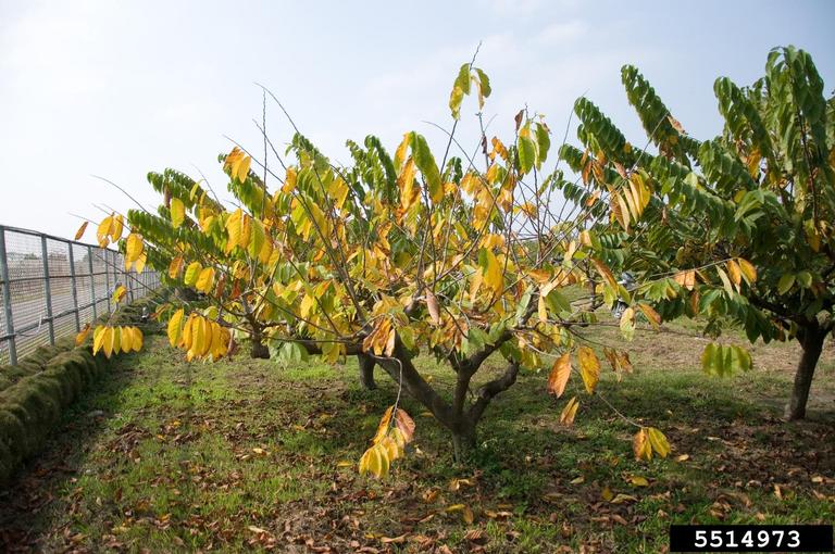 brown root rot (Phellinus noxius)