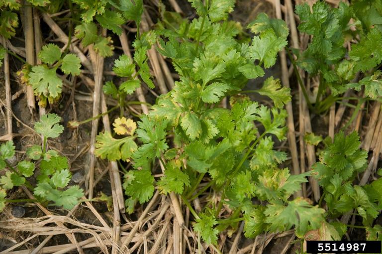 bacterial blight of coriander (Xanthomonas campestris pv. coriandri ...