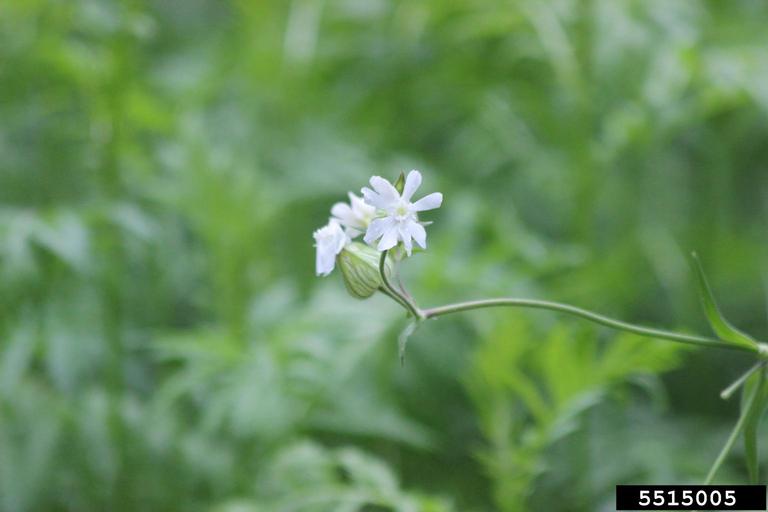 white campion (Silene latifolia Poir.)