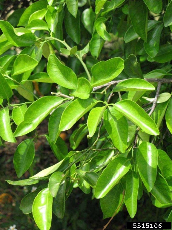 Gou Tou (Citrus x aurantium cv. Gou Tou)