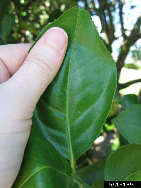 Hamlin (Citrus sinensis cv. Hamlin)