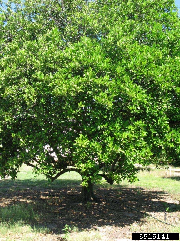 Hamlin (Citrus sinensis cv. Hamlin)