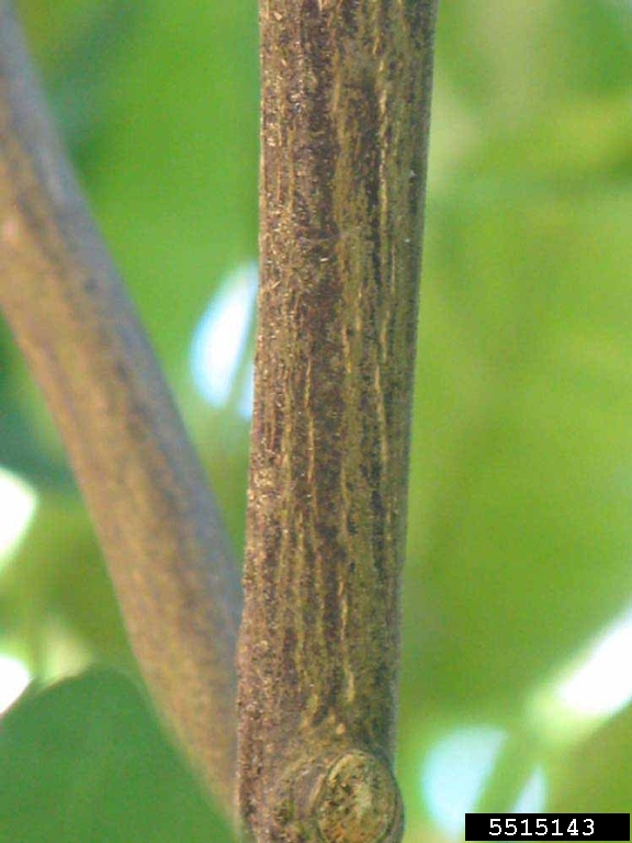 Hamlin (Citrus sinensis cv. Hamlin (L.) Osbeck)