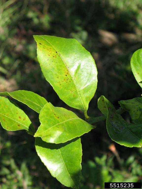 Harvey (Citrus x limon cv. Harvey (L.) Osbeck)