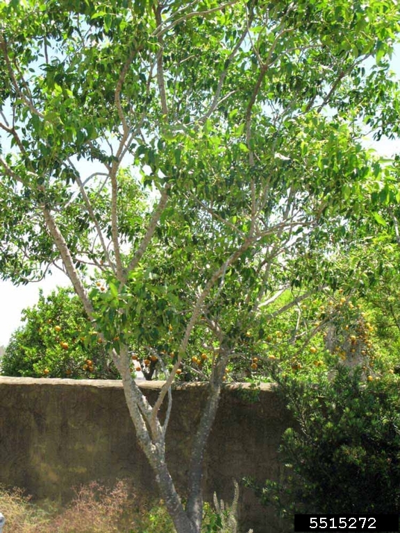 Hercules' Club (Zanthoxylum clava-herculis cv. Hercules' Club L.)