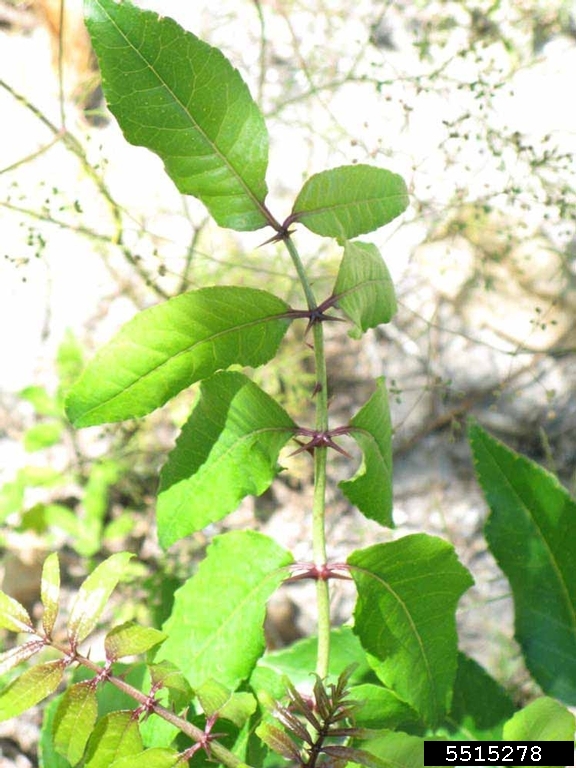 Hercules' Club (Zanthoxylum clava-herculis cv. Hercules' Club L.)
